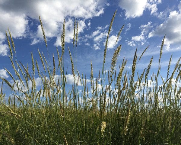 Basin Wildrye - Leymus cinerius - Great Basin Seeds