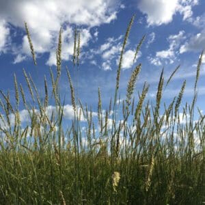 Basin Wildrye - Leymus cinerius - Great Basin Seeds