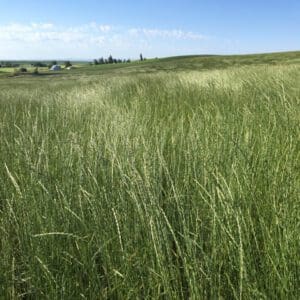 Slender Wheatgrass - Elymus trachycaulus - Great Basin Seeds