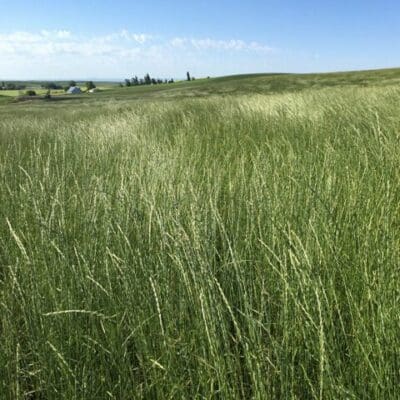 Slender Wheatgrass - Elymus trachycaulus - Great Basin Seeds