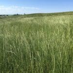 Slender Wheatgrass - Elymus trachycaulus - Great Basin Seeds