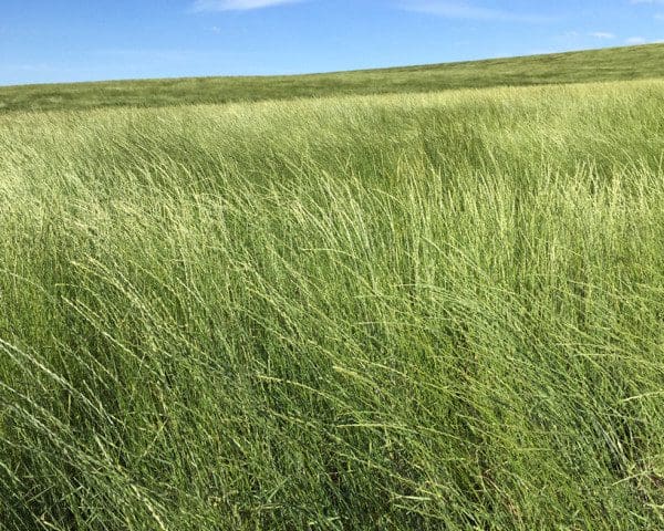 Slender Wheatgrass - Elymus trachycaulus - Great Basin Seeds