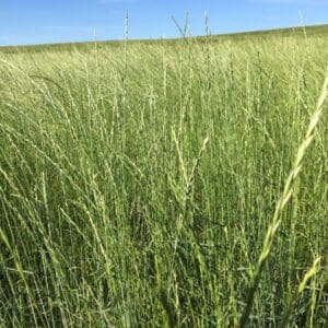 Slender Wheatgrass - Great Basin Seeds