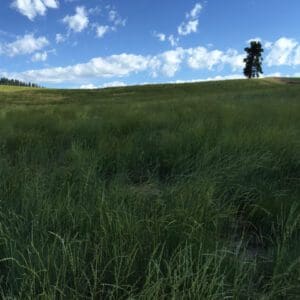 Dryland Pasture Seed Mix - Dryland Pasture Mix - drought tolerant pasture