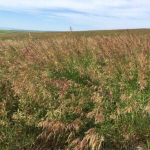 Smooth Brome, Bromus inermis - Great Basin Seeds