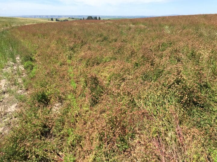 Small Burnet - Sanguisorba minor - Great Basin Seeds