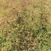 Small Burnet - Sanguisorba minor - Great Basin Seeds