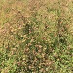 Small Burnet - Sanguisorba minor - Great Basin Seeds