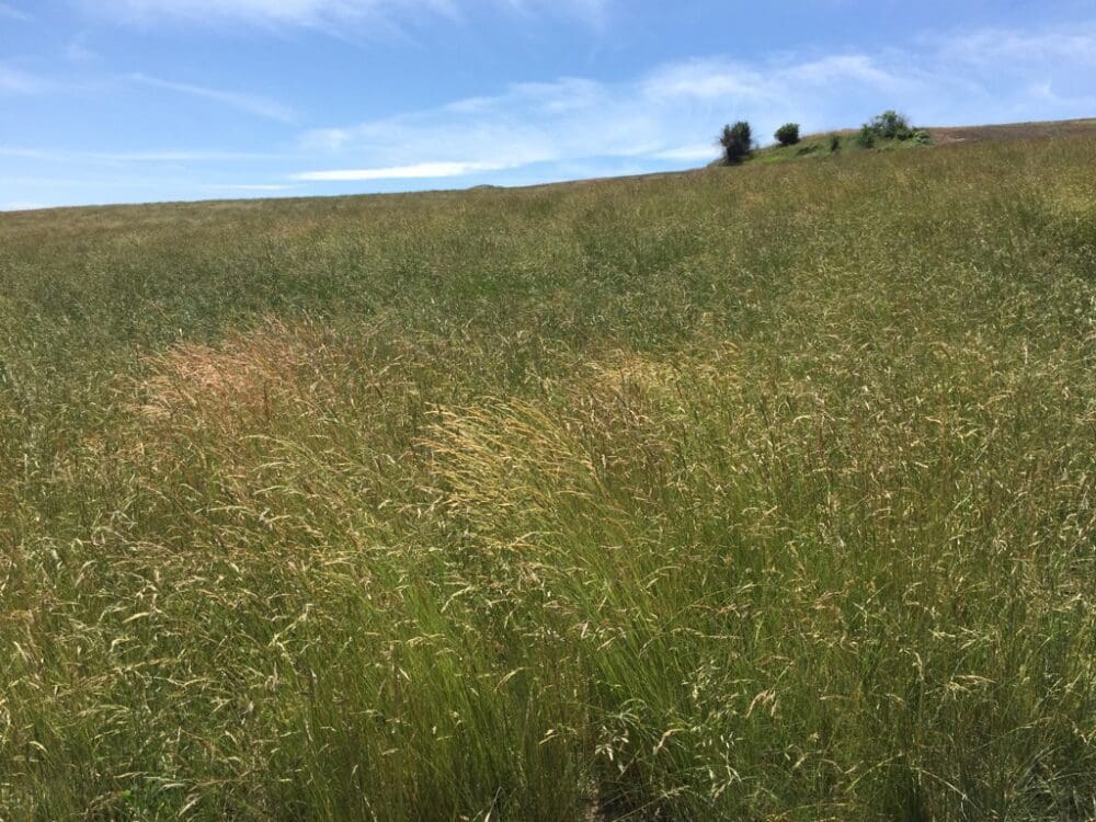 Creeping Red Fescue (Festuca rubra) - Great Basin Seeds
