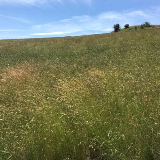 Creeping Red Fescue - Great Basin Seeds