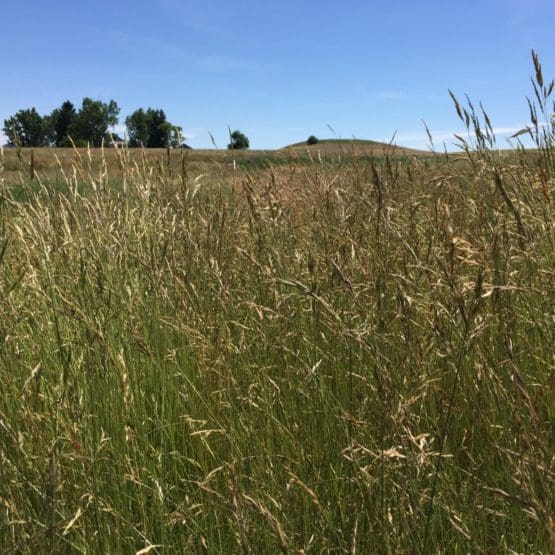 Siberian Wheatgrass, Agropyron fragile