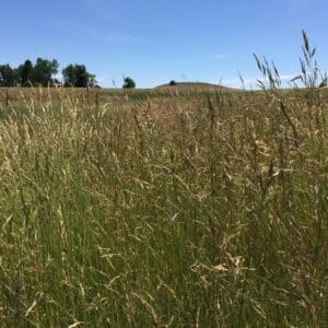 Creeping Red Fescue (Festuca rubra) - Great Basin Seeds