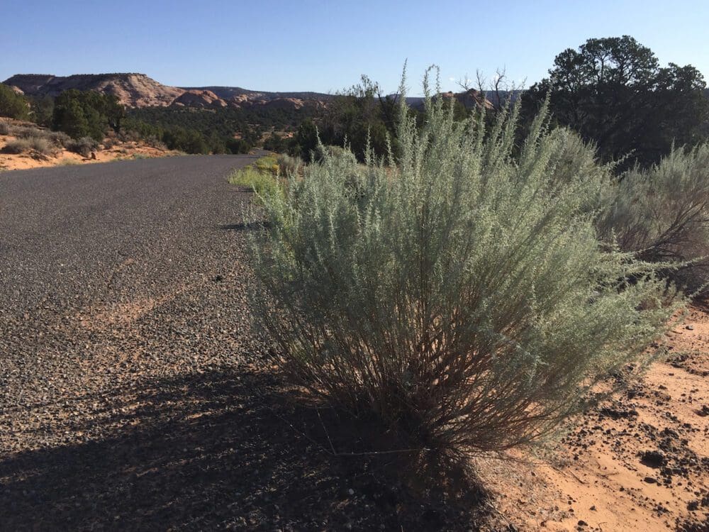 Sand Sagebrush - Artemesia filifolia - Great Basin Seed