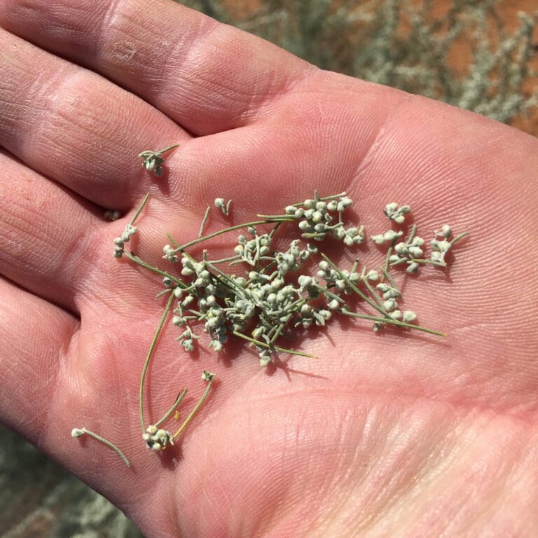 Sand Sagebrush - Artemesia filifolia - Great Basin Seed