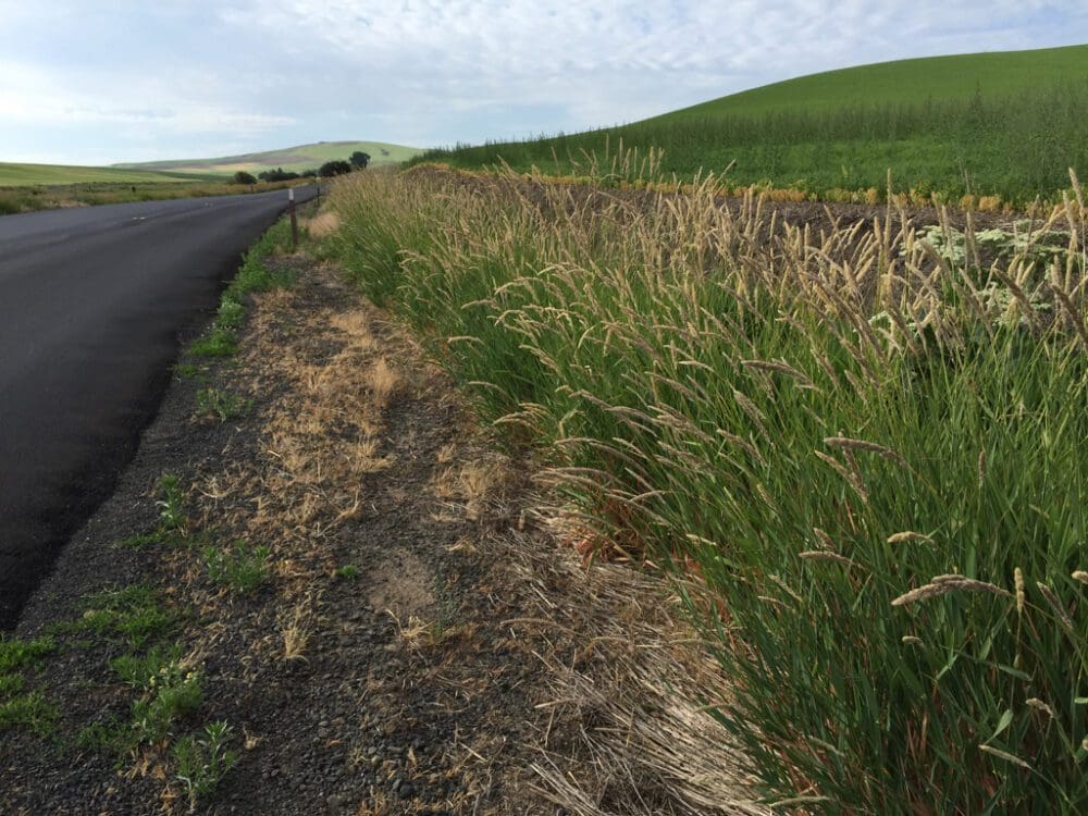 Reed Canarygrass - Phalaris arundinacea - Great Basin Seeds