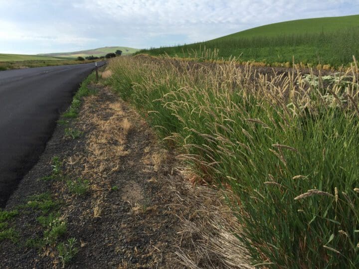 Reed Canarygrass - Phalaris arundinacea - Great Basin Seeds