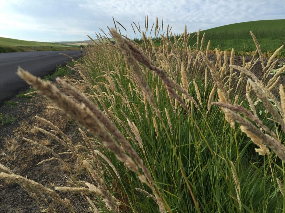 Reed Canarygrass - Phalaris arundinacea - Great Basin Seeds