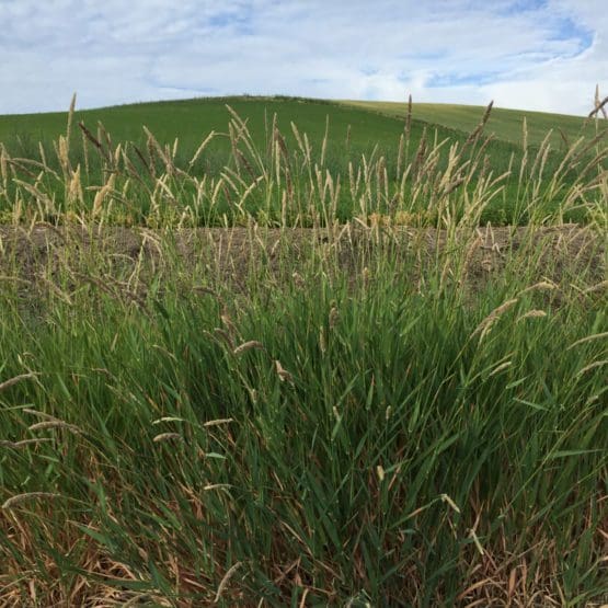 Texoka Buffalograss Buchloe Dactyloides Great Basin Seed