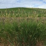 Reed Canarygrass - Phalaris arundinacea - Great Basin Seeds