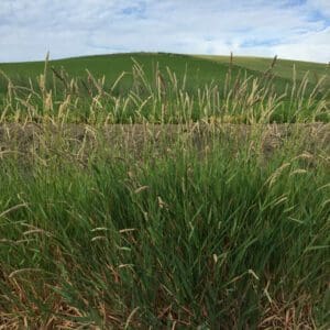 Reed Canarygrass - Phalaris arundinacea - Great Basin Seeds