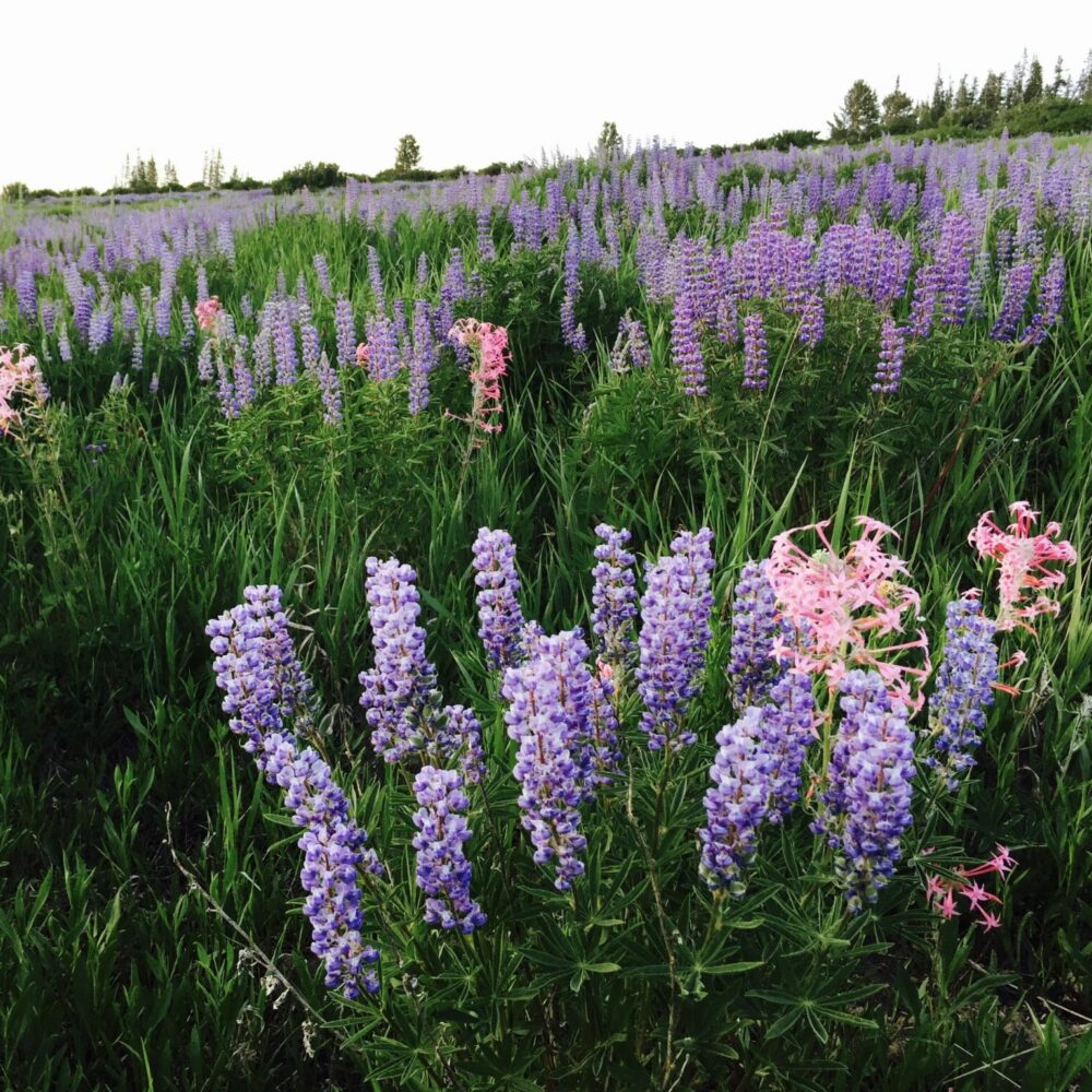 Great Basin Seed - your source for farm, ranch and range seed