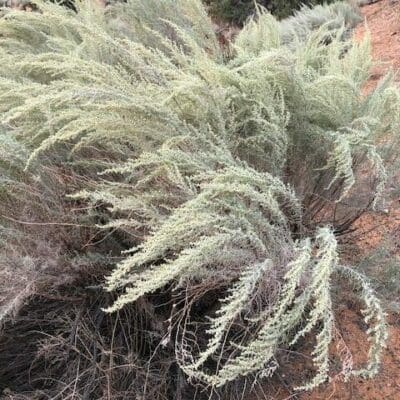 Sand Sagebrush - Artemesia filifolia - Great Basin Seed