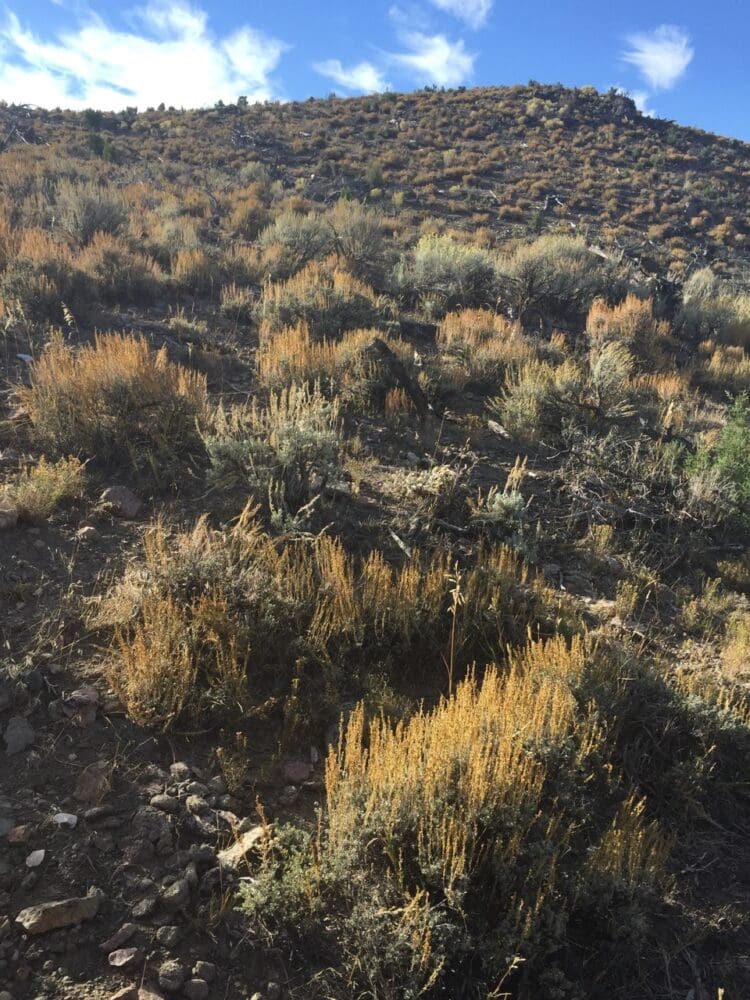 Black Sagebrush - Artemesia nova - Great Basin Seeds