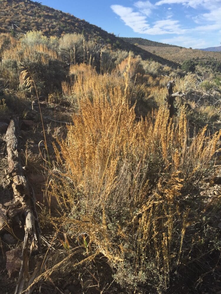 Black Sagebrush - Artemesia nova - Great Basin Seeds