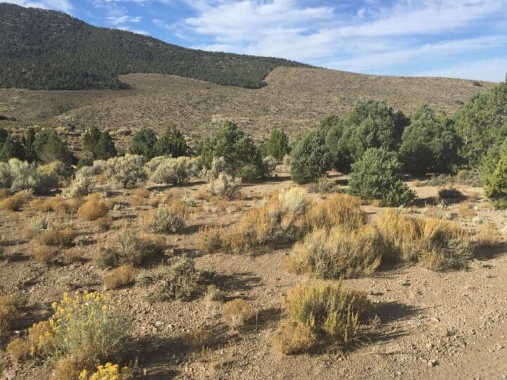Black Sagebrush - Artemesia nova - Great Basin Seeds