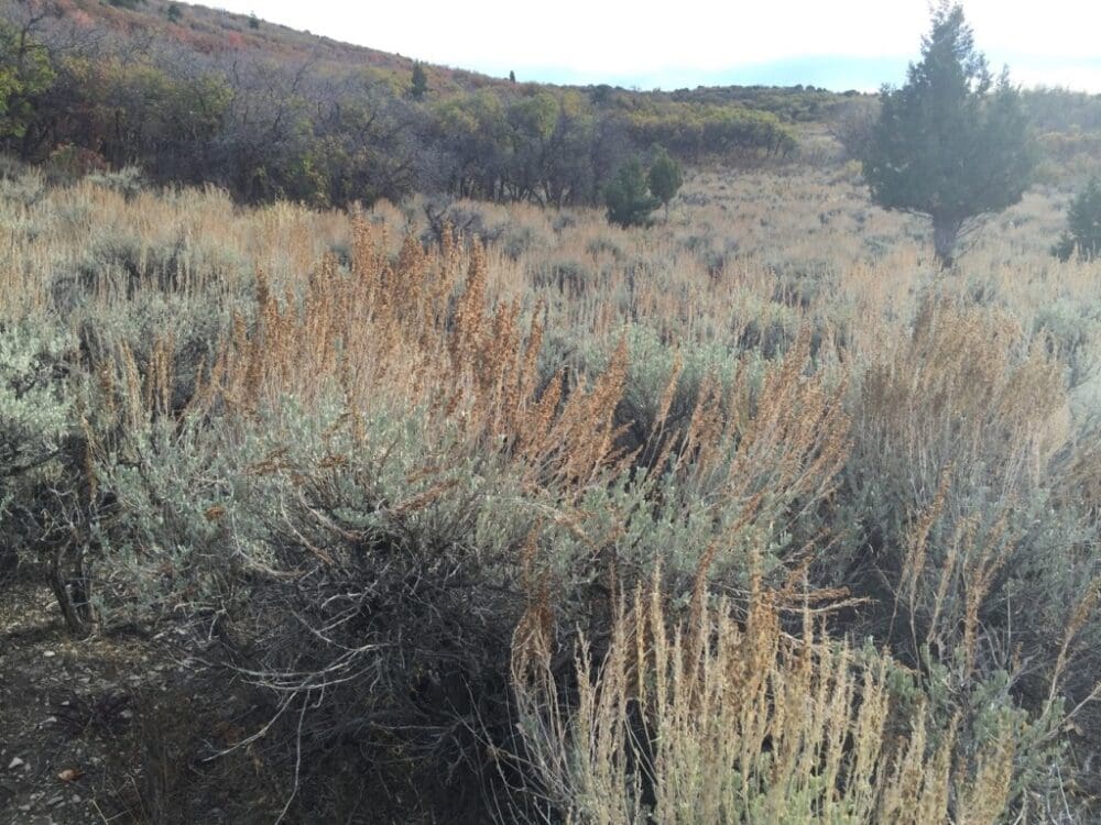Mountain Big Sagebrush - Artemesia tridentata vasseyena