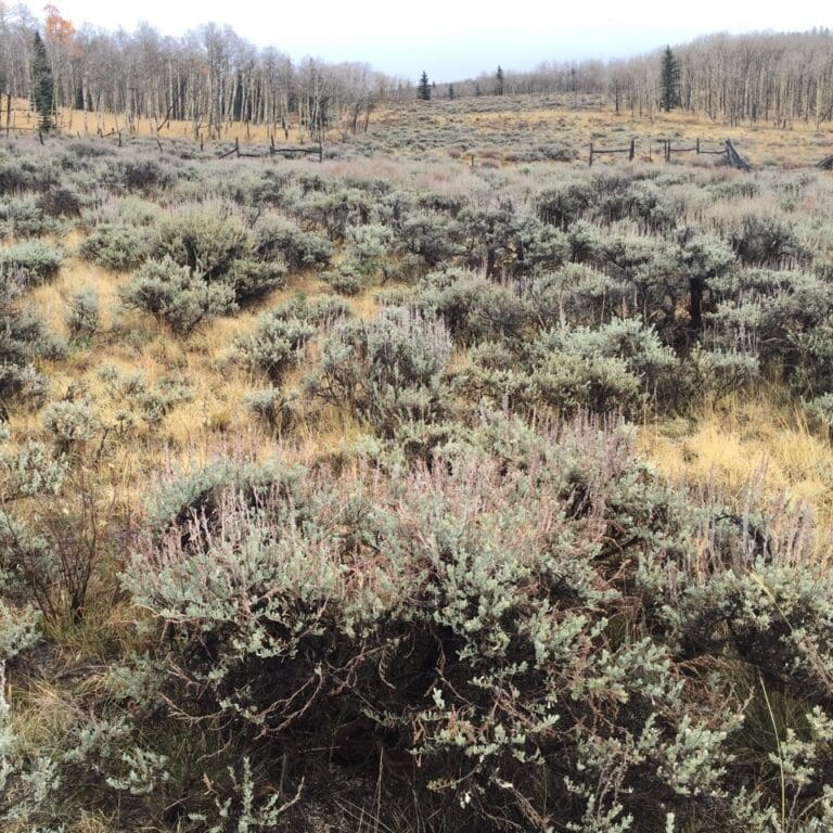 Mountain Big Sagebrush - Artemesia tridentata vasseyena