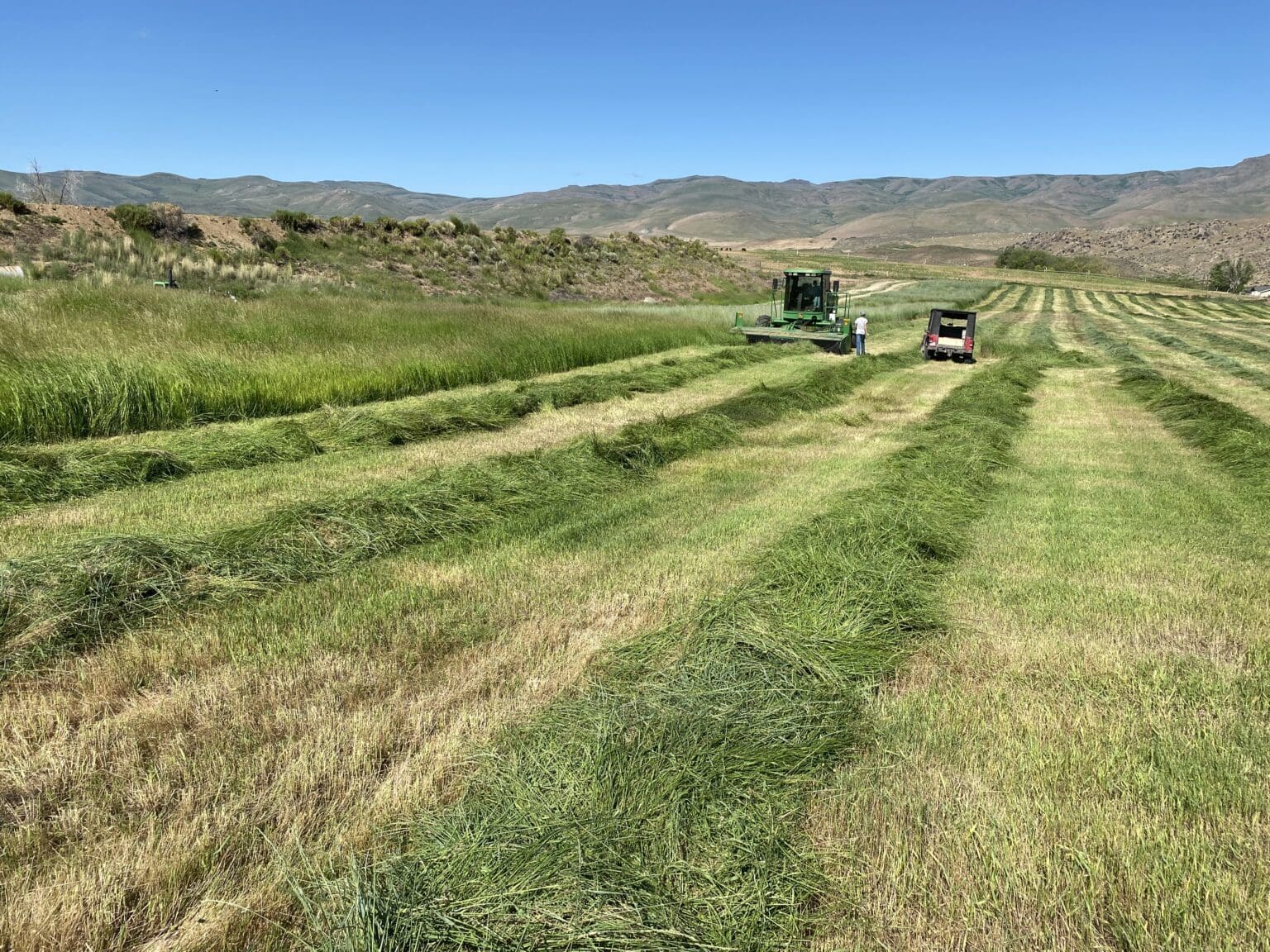Dryland Pasture Seed Mix - Great Basin - drought tolerant grasses