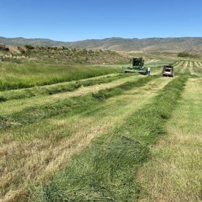 Dryland Pasture Seed Mix - Great Basin - drought tolerant grasses