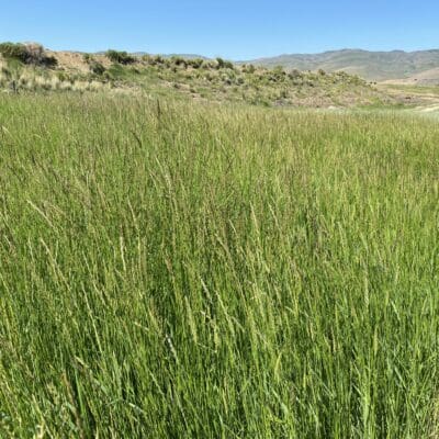 Dryland Pasture Seed Mix - Great Basin - drought tolerant grasses