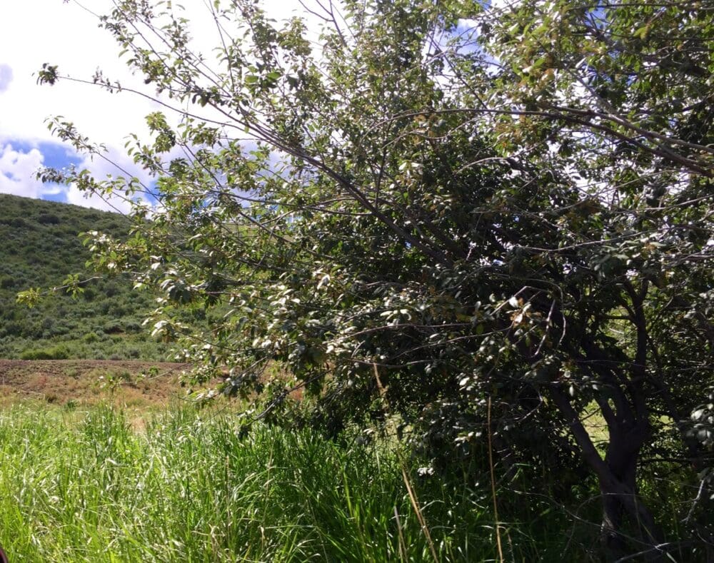 Chokecherry - Prunus virginiana - Great Basin Seeds