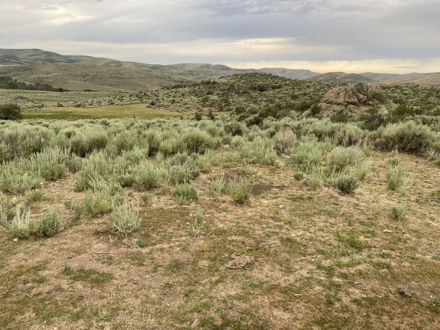 Mountain Big Sagebrush - Artemesia tridentata vasseyena