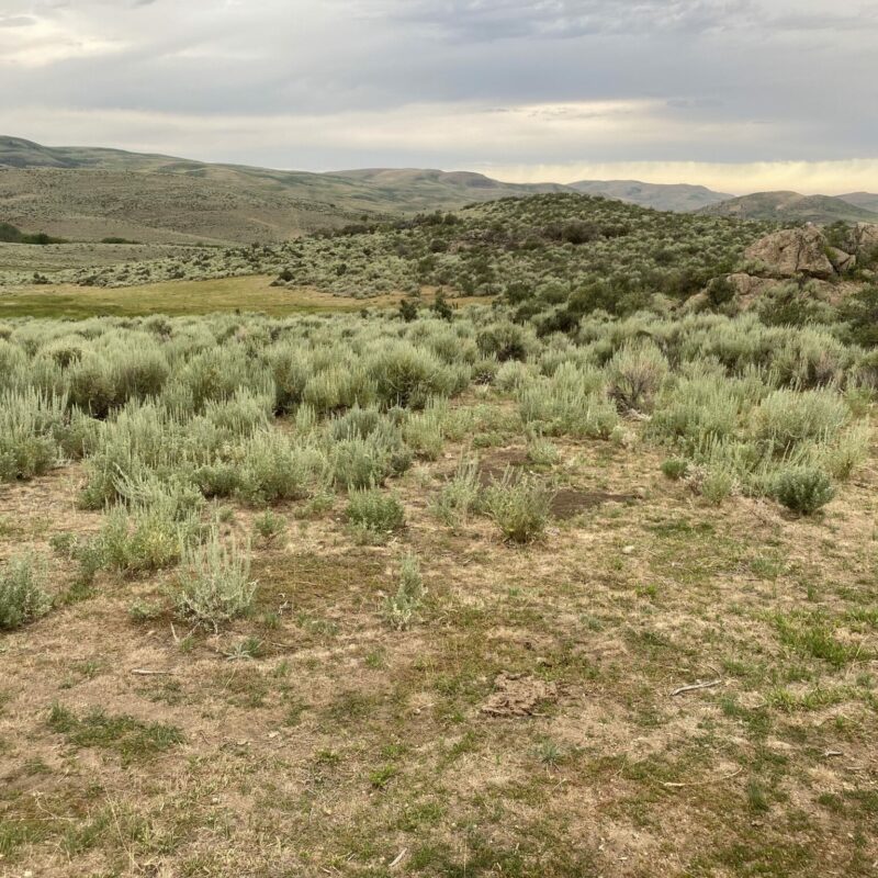 Mountain Big Sagebrush - Artemesia tridentata vasseyena - Great Basin Seeds