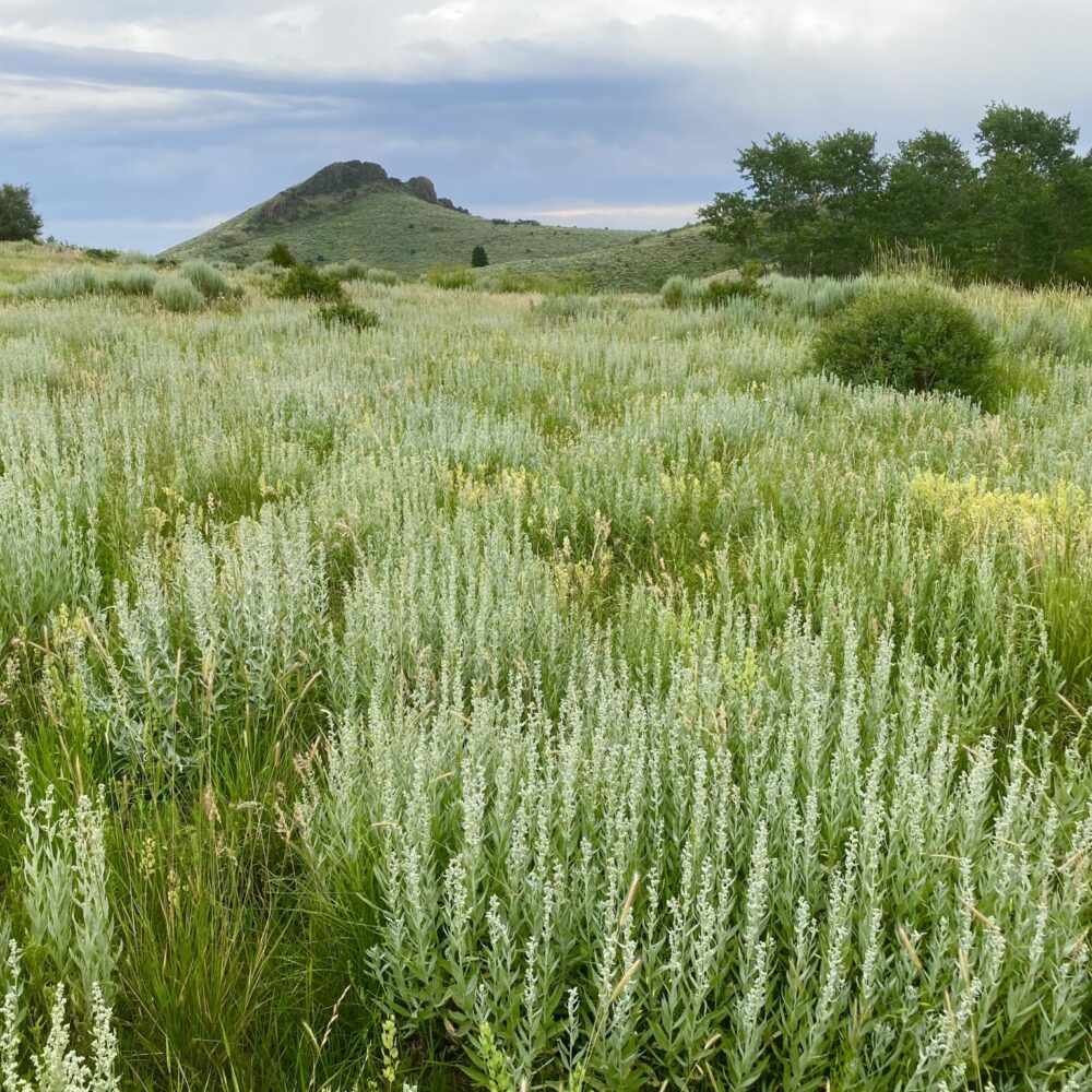 Louisiana Sage - Artemisia ludoviciana - Great Basin Seeds