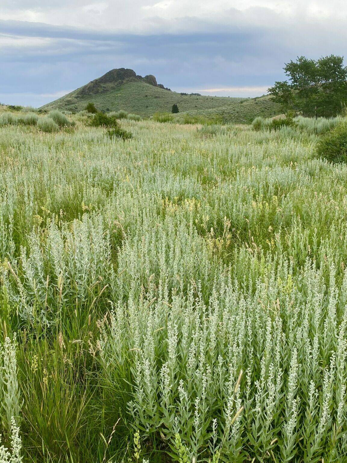 Wildflowers and Forbs Archives - Great Basin Seeds