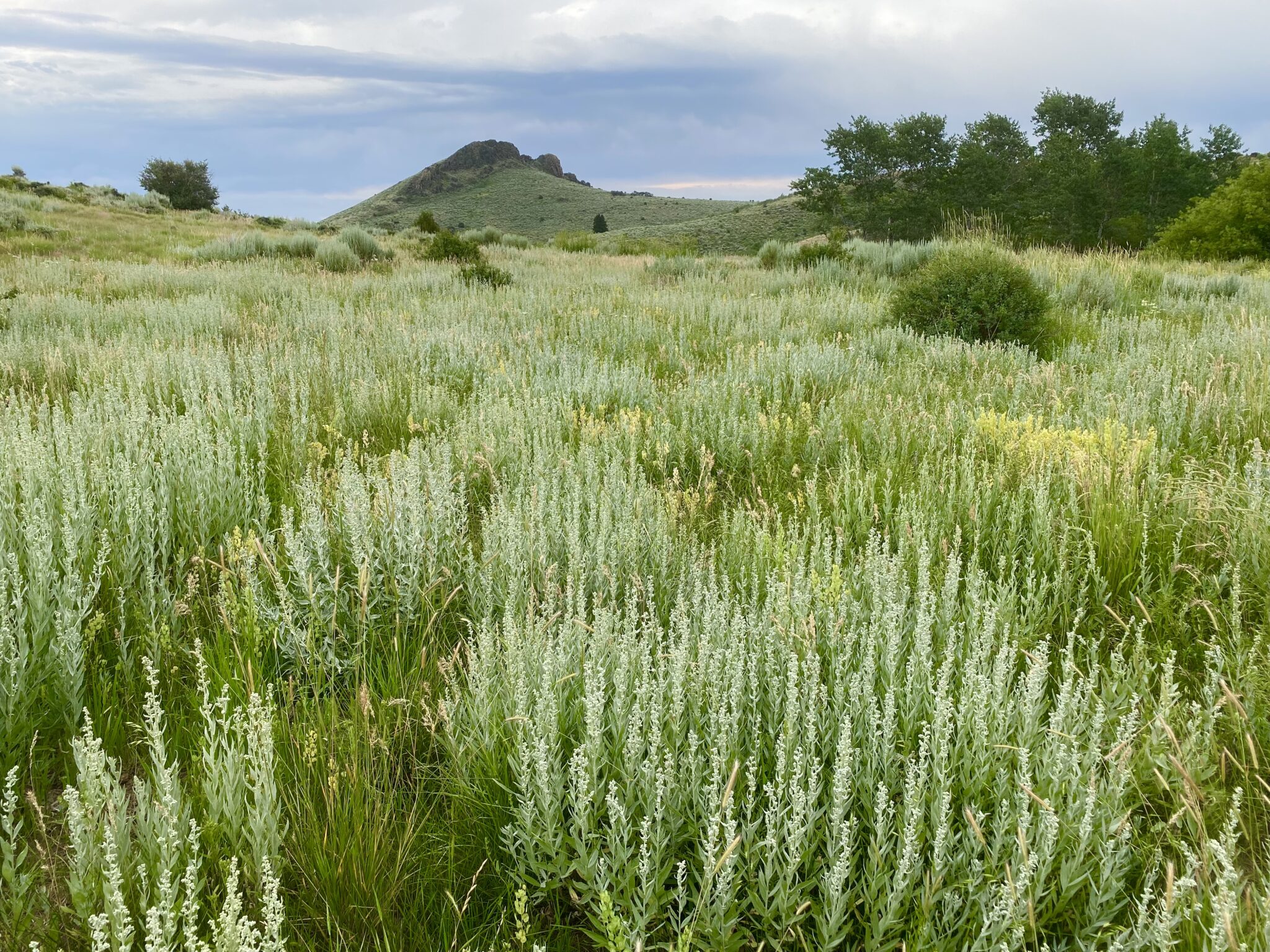 Wild Sage Plant