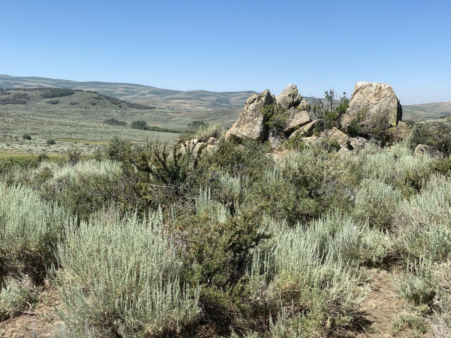 Antelope Bitterbrush - Purshia tridentata - Great Basin Seeds