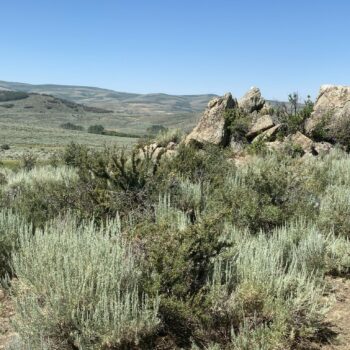 Antelope Bitterbrush - Purshia tridentata - Great Basin Seeds