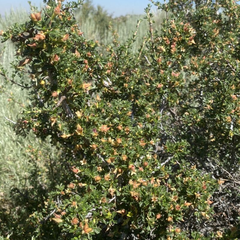 Antelope Bitterbrush - Purshia tridentata - Great Basin Seeds