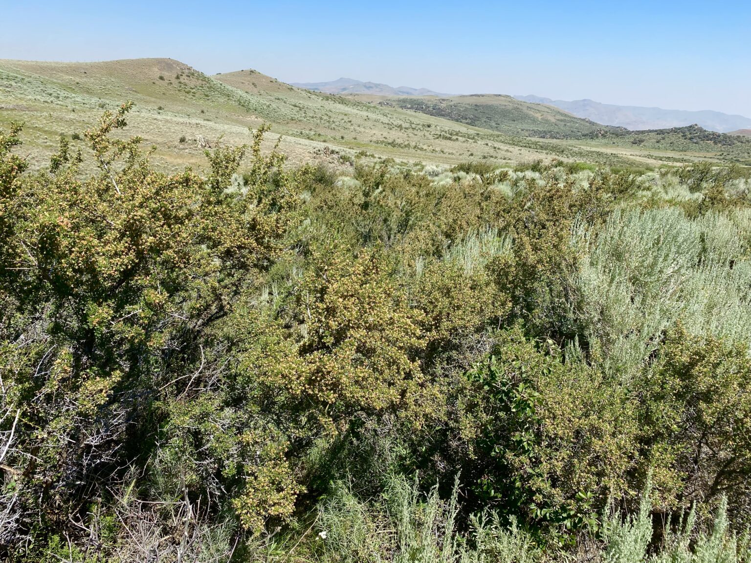 Antelope Bitterbrush - Purshia tridentata - Great Basin Seeds