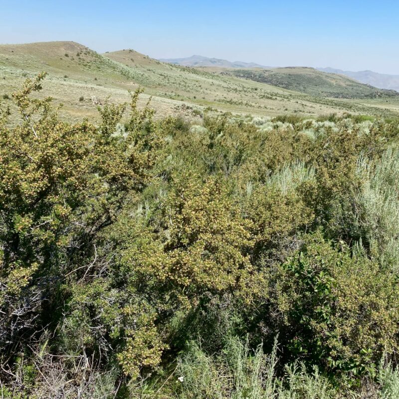 Antelope Bitterbrush - Purshia tridentata - Great Basin Seeds