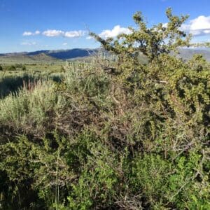 Antelope Bitterbrush (Purshia tridentata) - Great Basin Seeds
