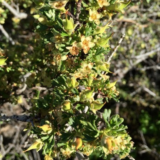 Antelope Bitterbrush (Purshia tridentata) - Great Basin Seeds