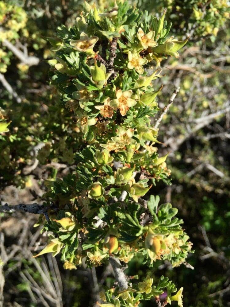 Antelope Bitterbrush - Purshia tridentata - Great Basin Seeds
