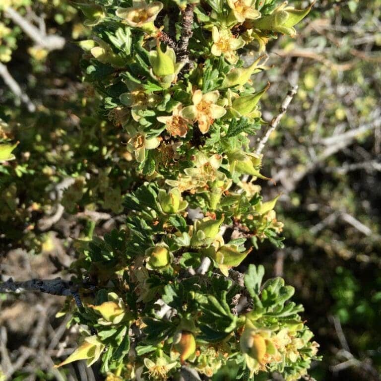 Antelope Bitterbrush - Purshia tridentata - Great Basin Seeds