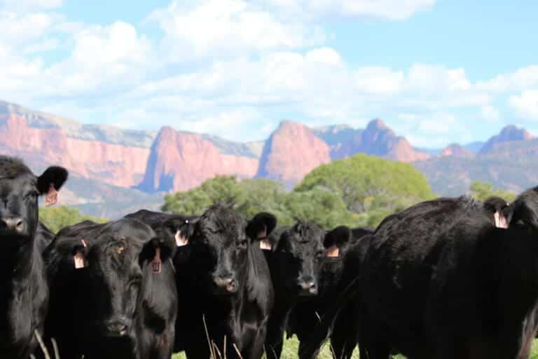 Dryland Pasture Seed Mix - Great Basin - drought tolerant grasses